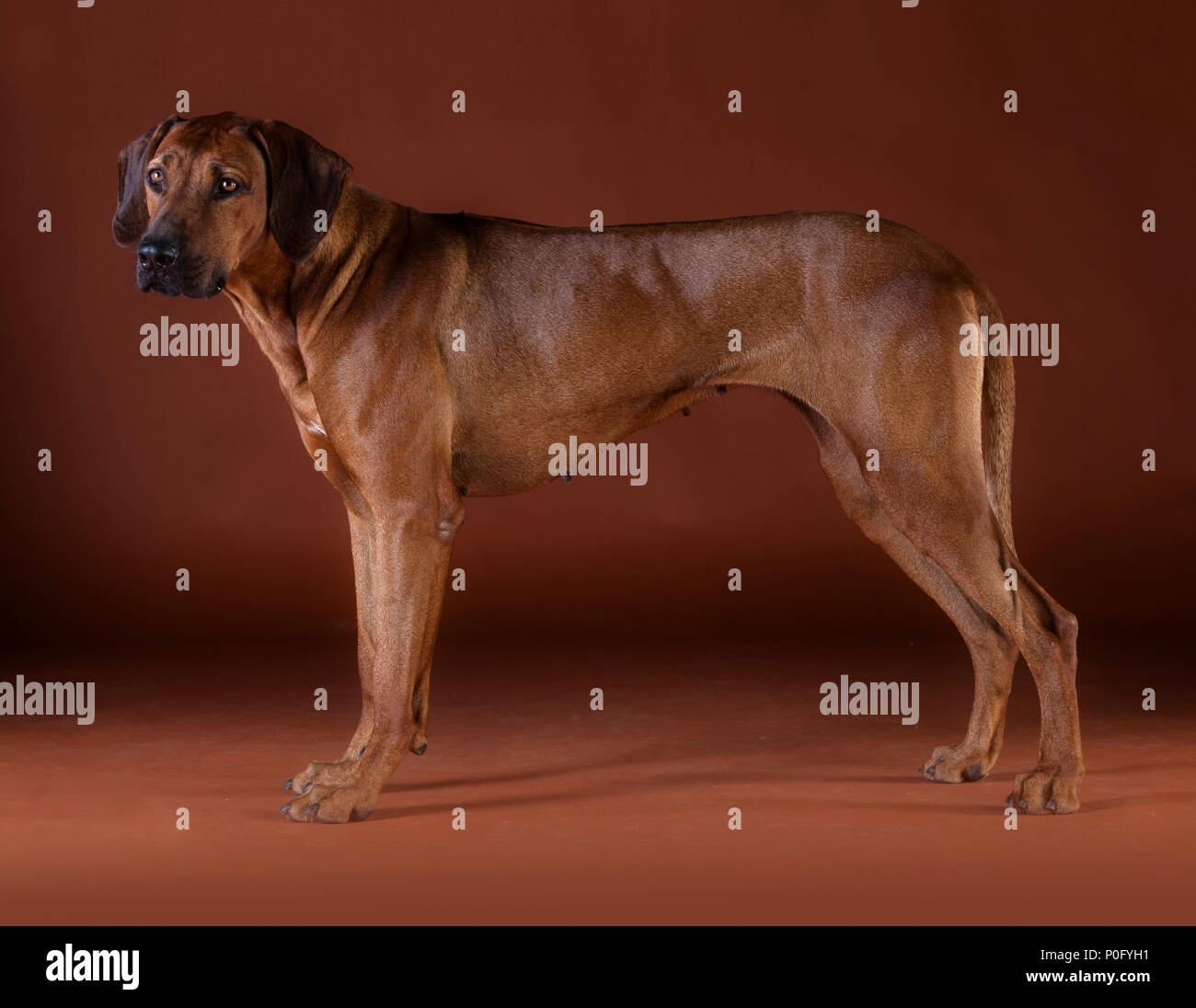 rhodesian ridgeback portrait Stock Photo - Alamy