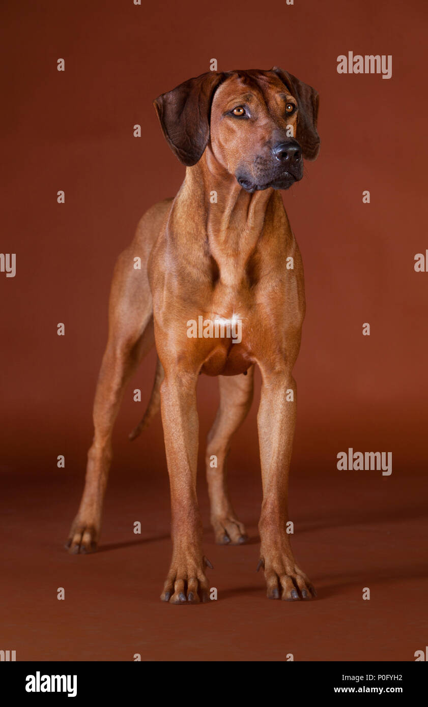 rhodesian ridgeback portrait Stock Photo - Alamy