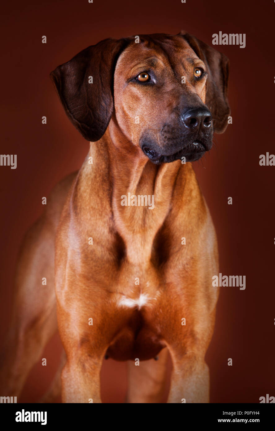 rhodesian ridgeback portrait Stock Photo - Alamy