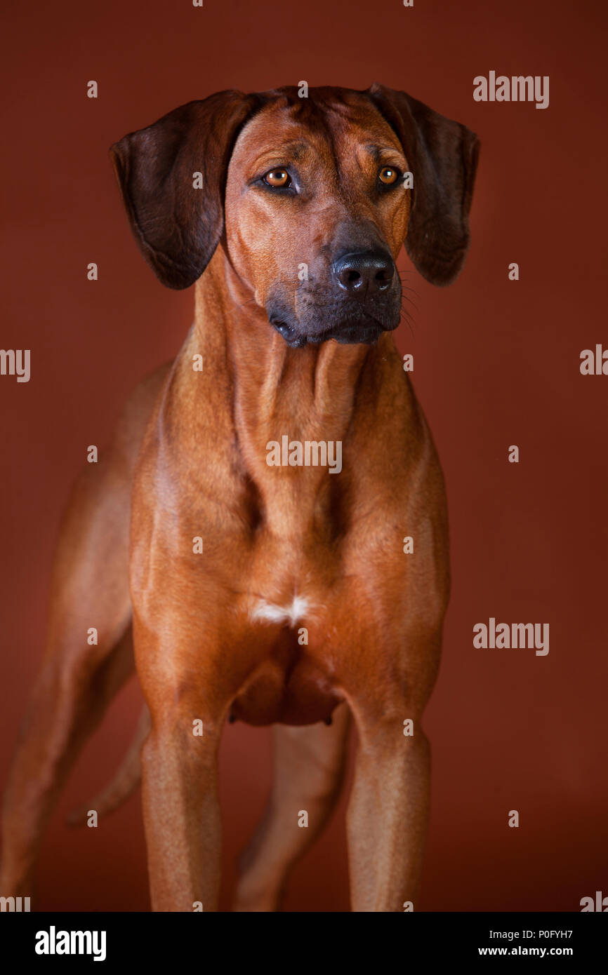 rhodesian ridgeback portrait Stock Photo - Alamy