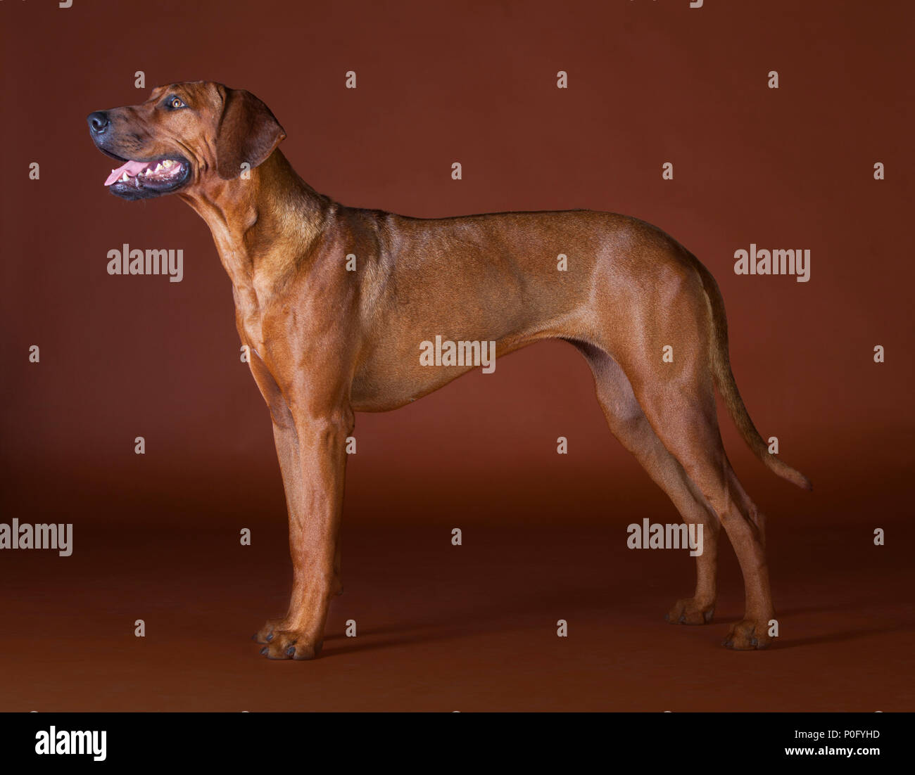 rhodesian ridgeback portrait Stock Photo - Alamy