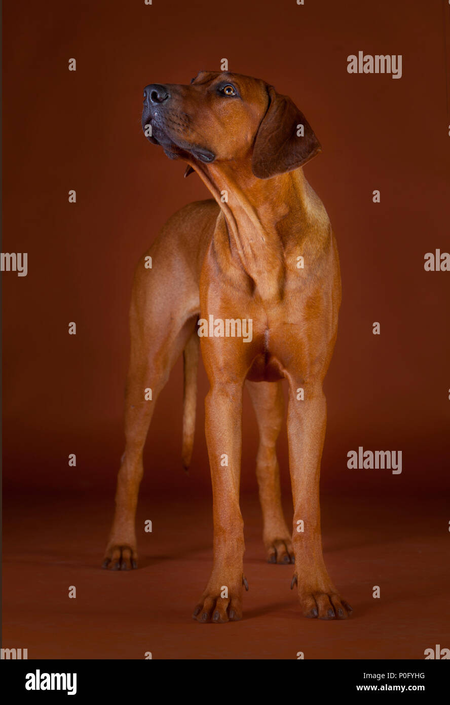 rhodesian ridgeback portrait in studio standing Stock Photo - Alamy