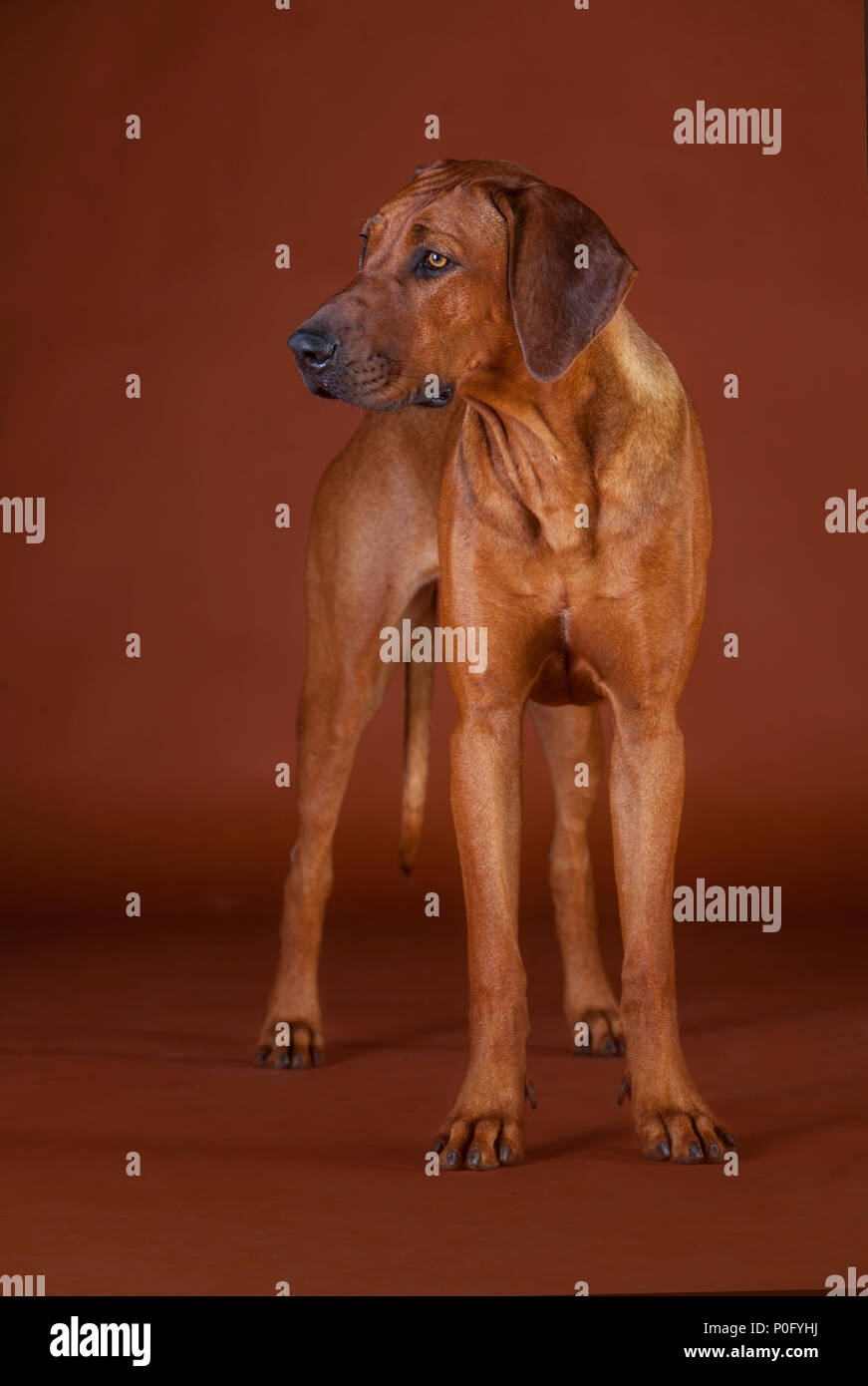rhodesian ridgeback portrait in studio brown background Stock Photo - Alamy