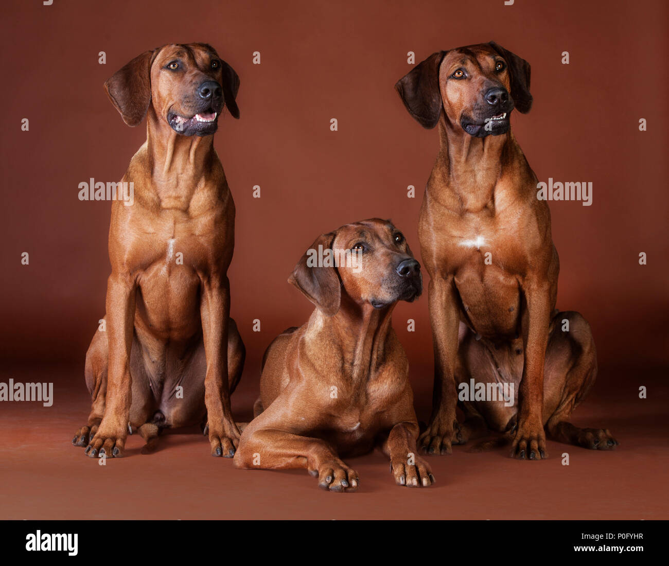 three rhodesian ridgeback portrait in studio Stock Photo - Alamy