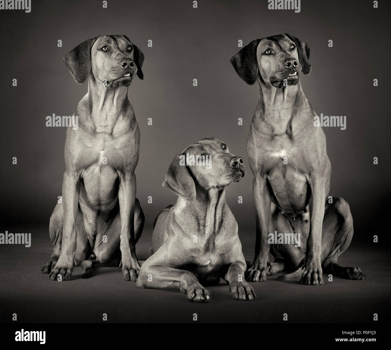 three rhodesian ridgeback portrait in studui in black and white Stock ...