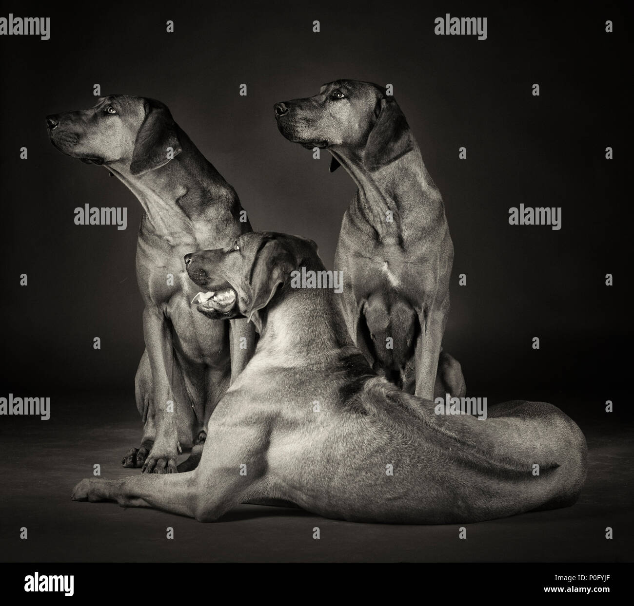 three rhodesian ridgeback black and white portrait Stock Photo - Alamy