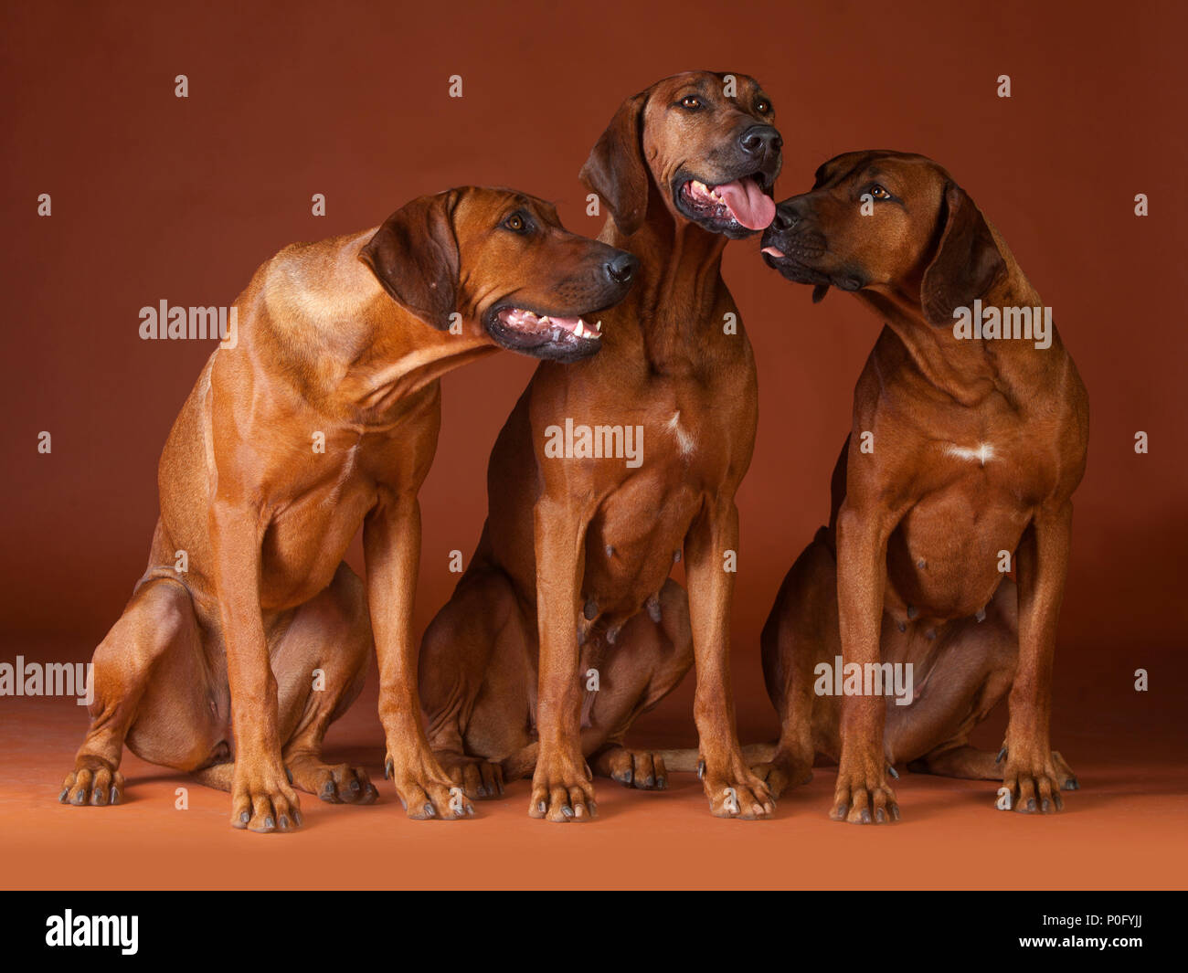 three rhodesian ridgeback portrait playing and kissisng Stock Photo - Alamy