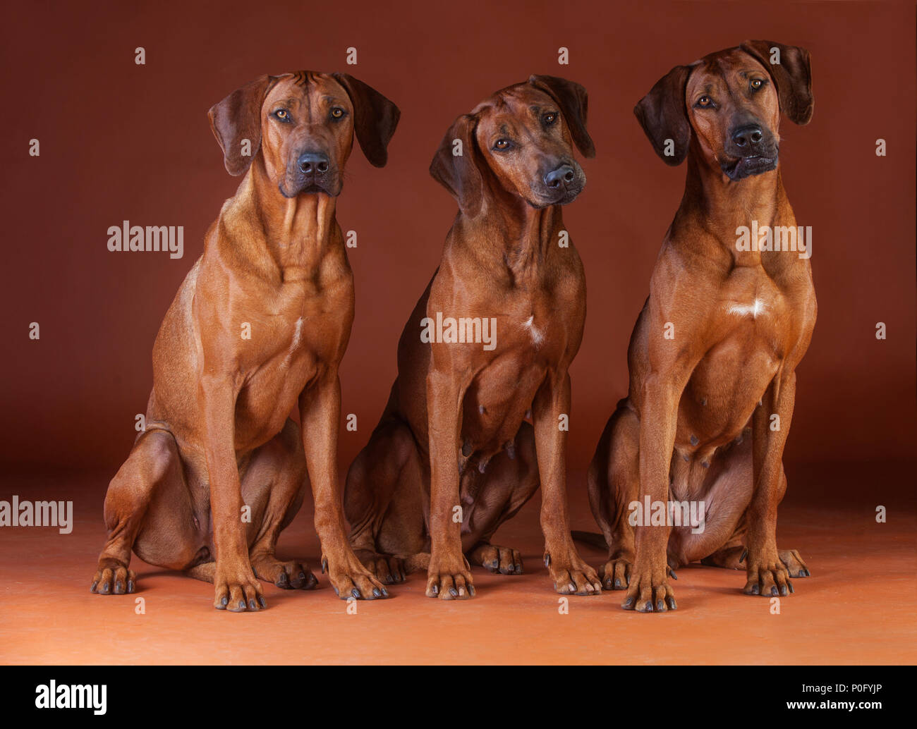 Redish eyes hi-res stock photography and images - Alamy