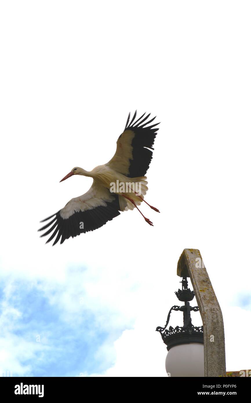 Beautiful storks hi-res stock photography and images - Alamy