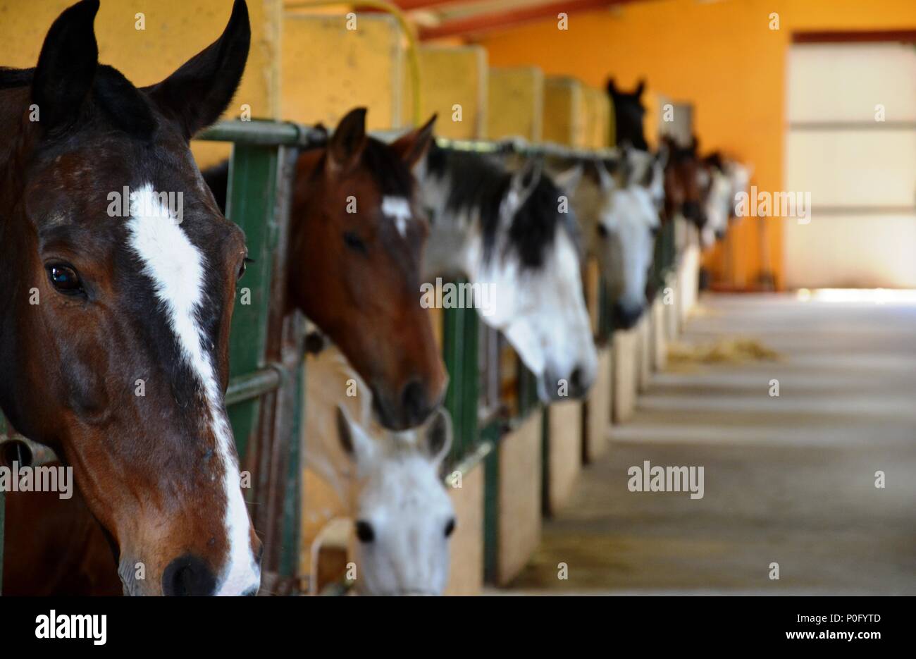Horses in a stable Stock Photo - Alamy