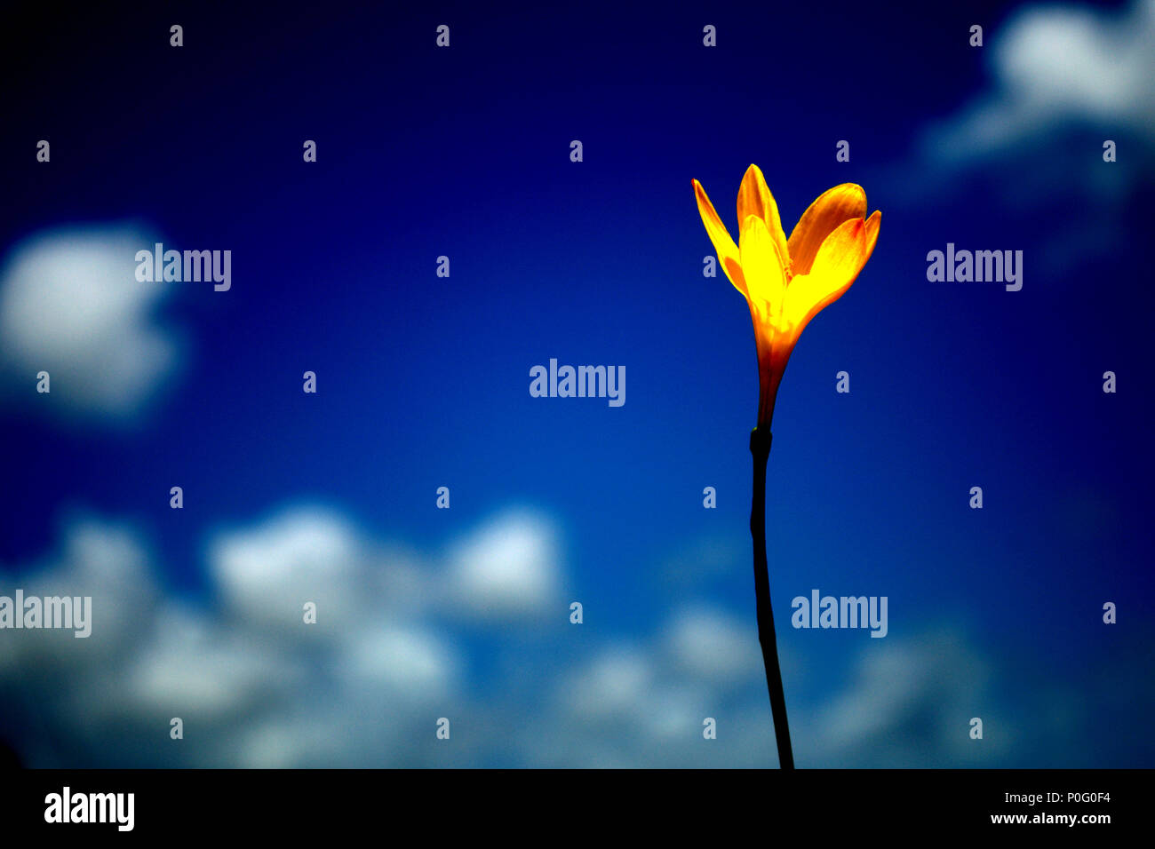 Liberty flower hi-res stock photography and images - Alamy