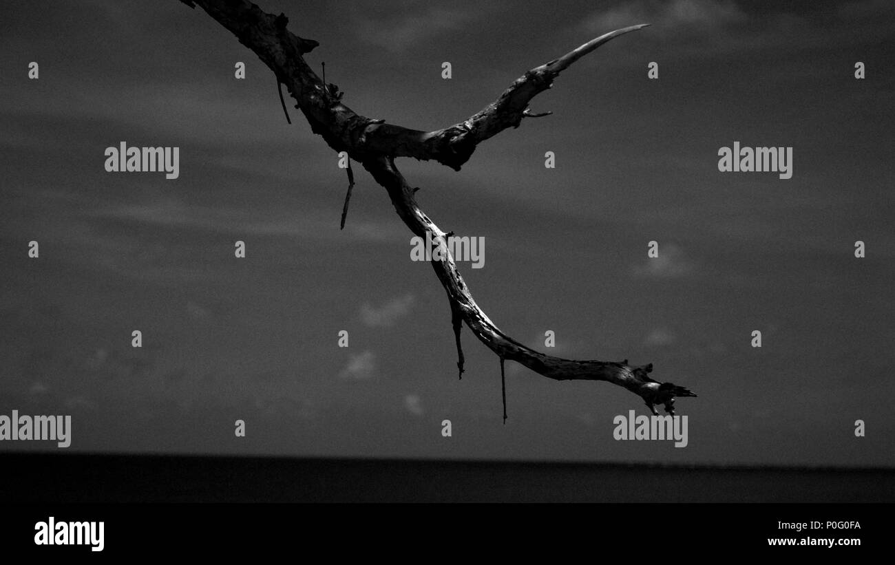 Broken wood stick hi-res stock photography and images - Alamy