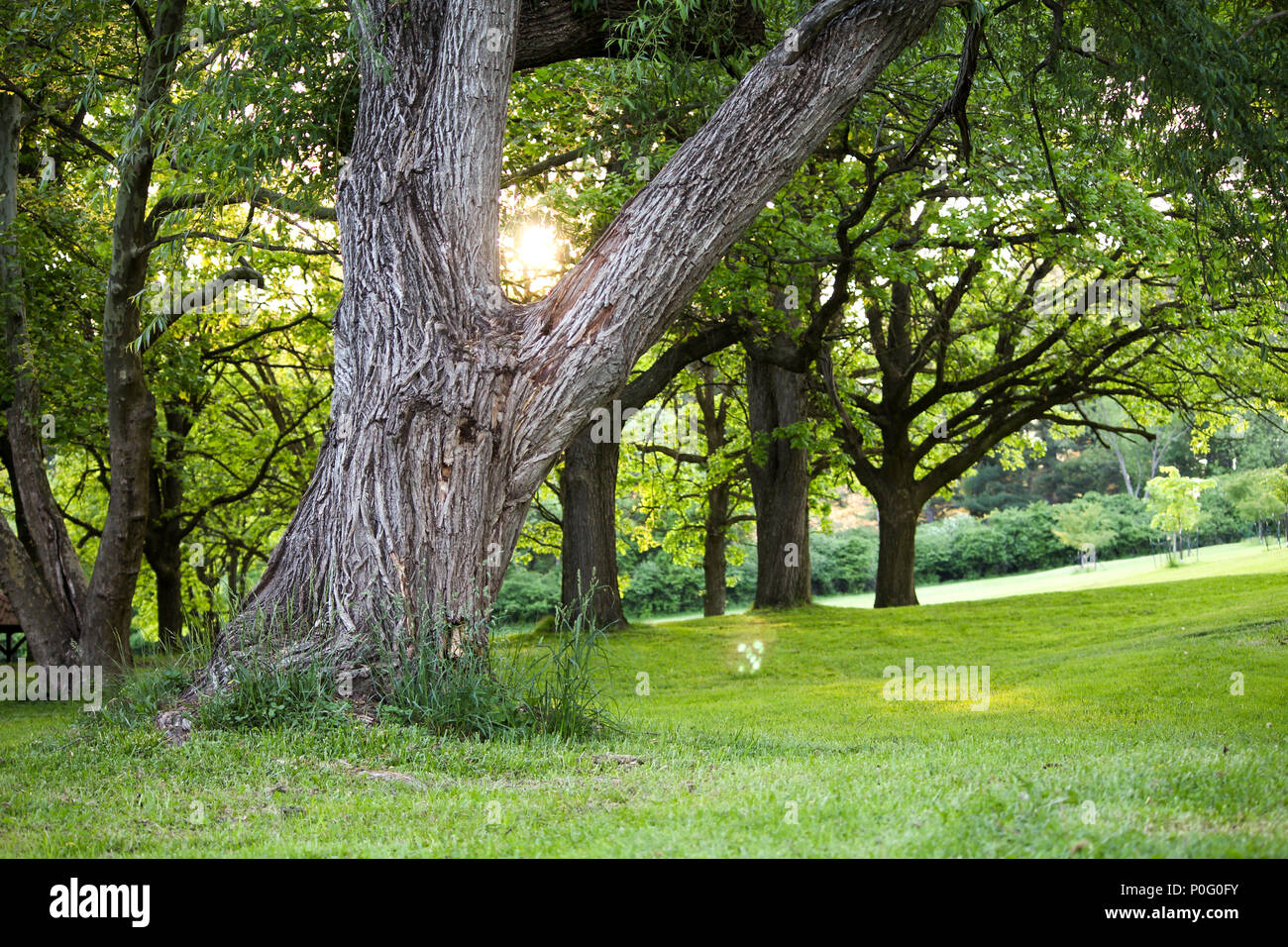 Tree pennsylvania hi-res stock photography and images - Alamy