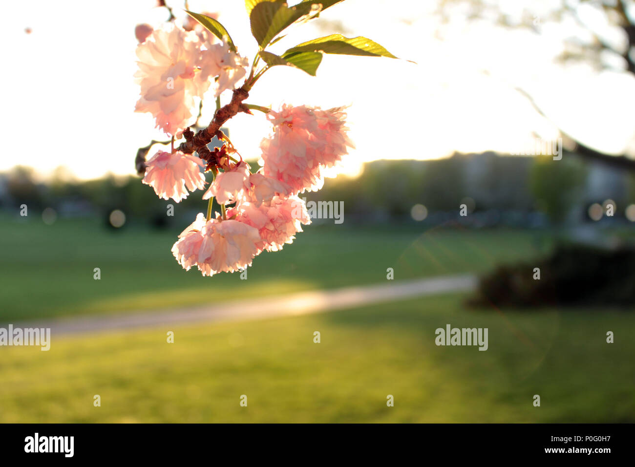 Summer Sun Cherry Tree Stock Photos & Summer Sun Cherry Tree Stock ...