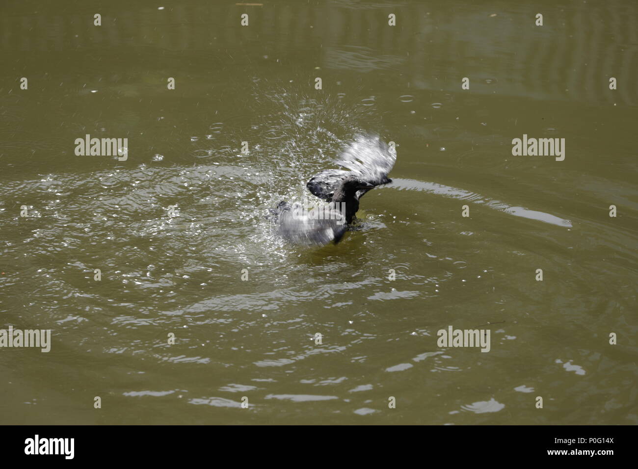 Black crow tries to swim in the river Stock Photo - Alamy