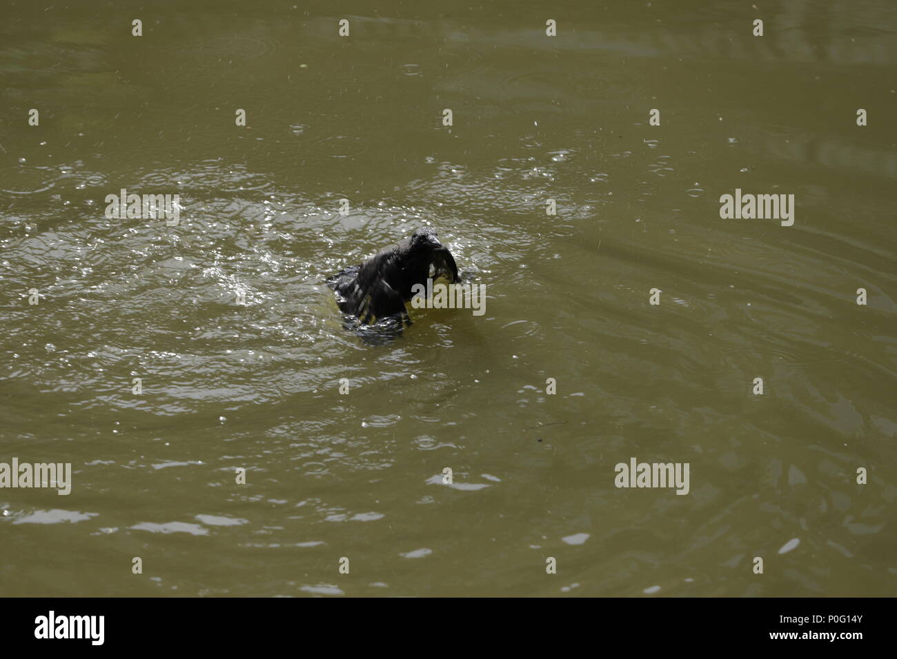Black crow tries to swim in the river Stock Photo - Alamy