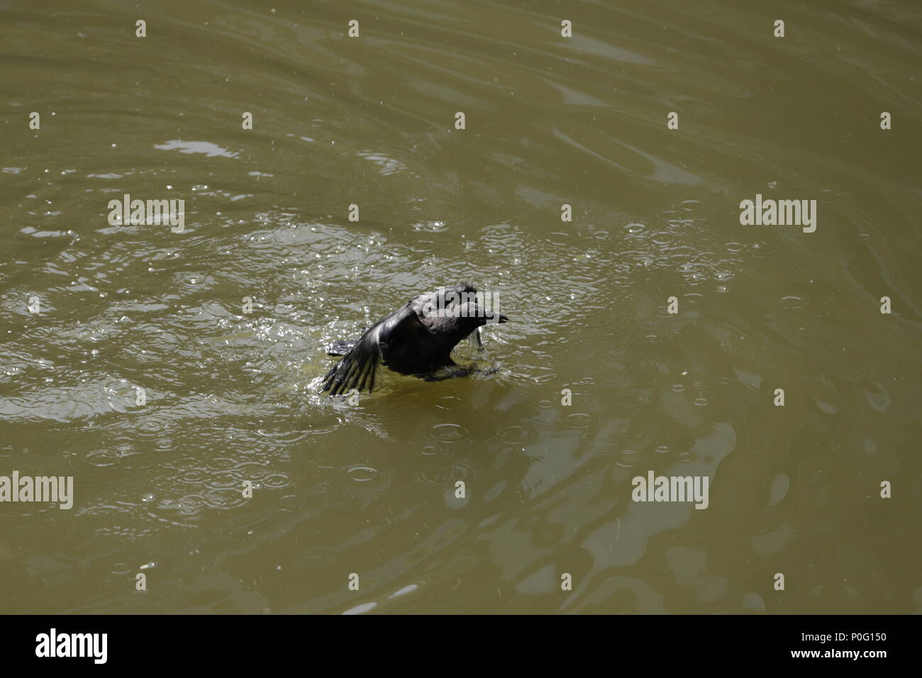 Black crow tries to swim in the river Stock Photo - Alamy