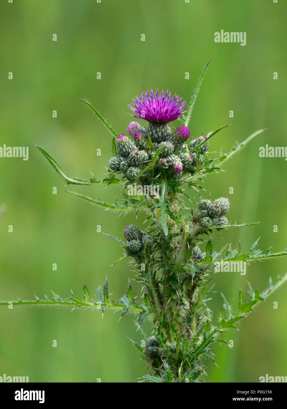 Marsh thistle Cirsium palustre in flower Stock Photo - Alamy