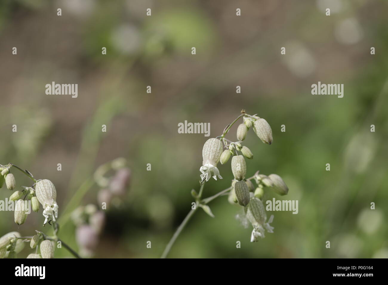 Silene latifolia alba Stock Photo - Alamy