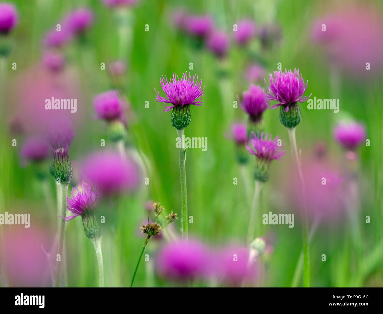 Meadow Thistle Cirsium dissectum and Buttercups Stock Photo - Alamy