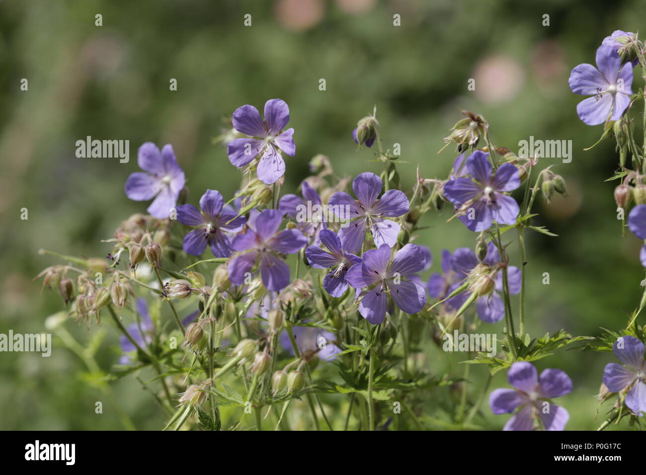 Geranium Johnson’s blue Stock Photo - Alamy