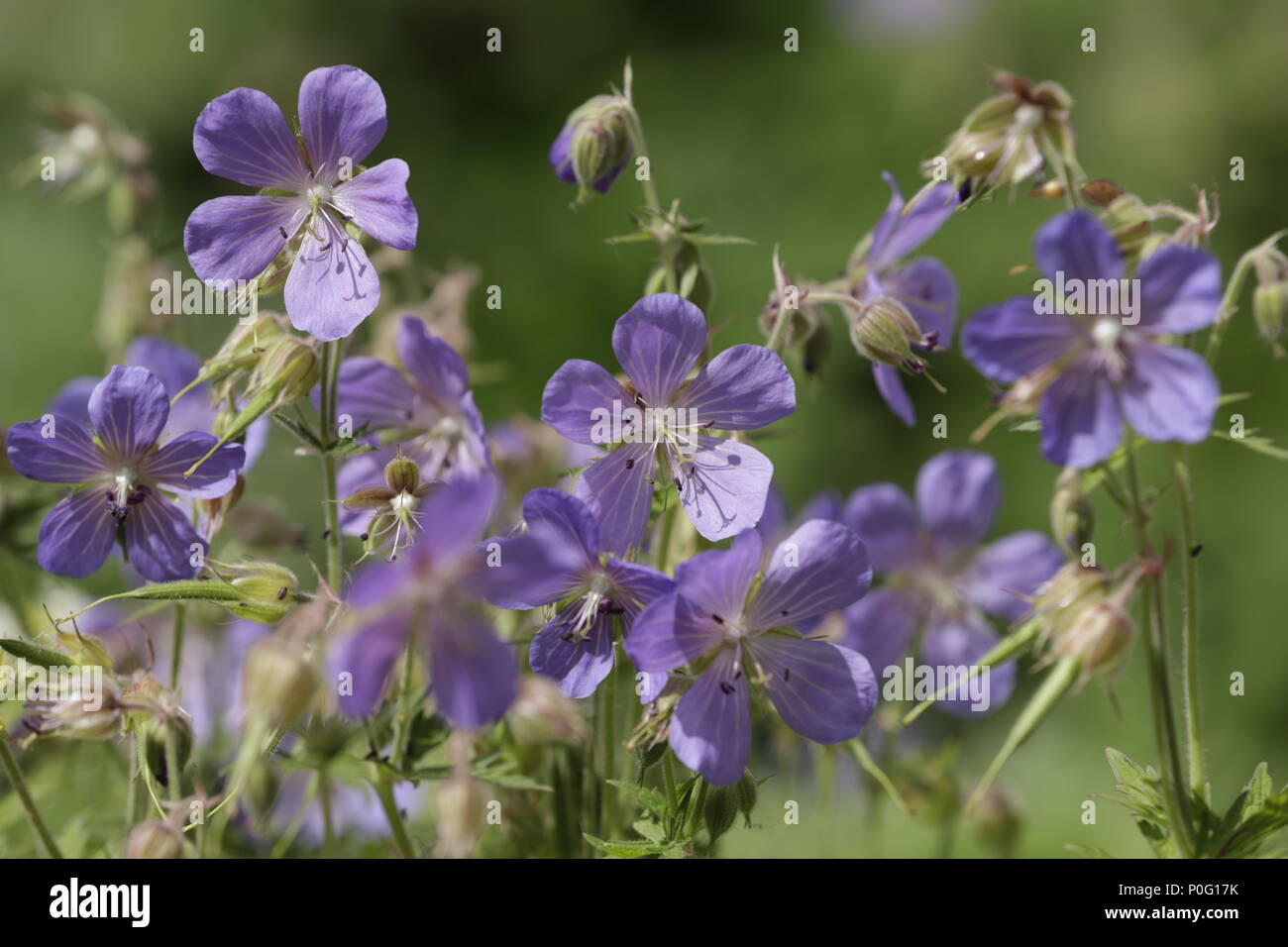 Geranium Johnson’s blue Stock Photo - Alamy