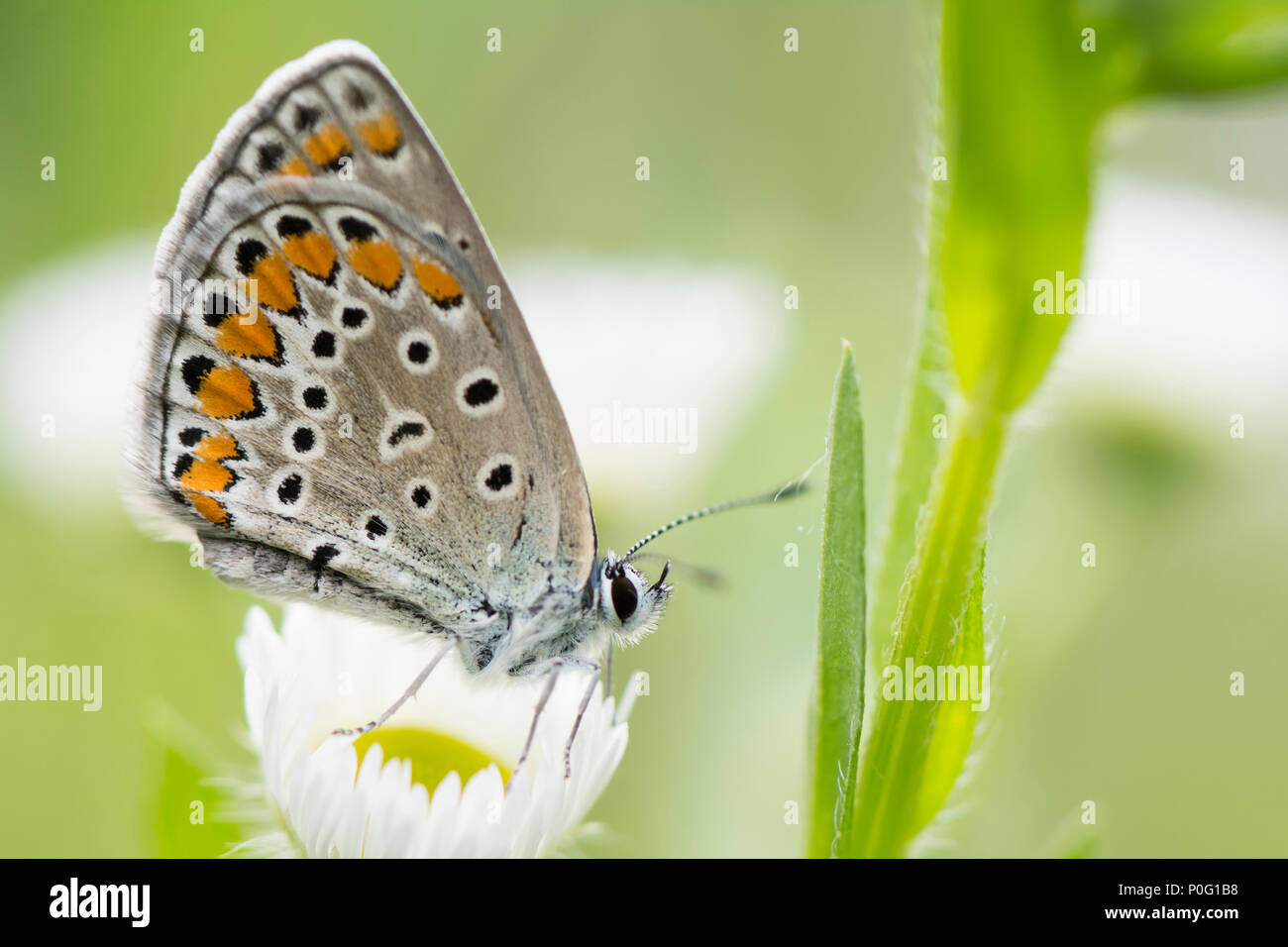 Beautiful spring meadow with butterfly background. Inspirational nature ...