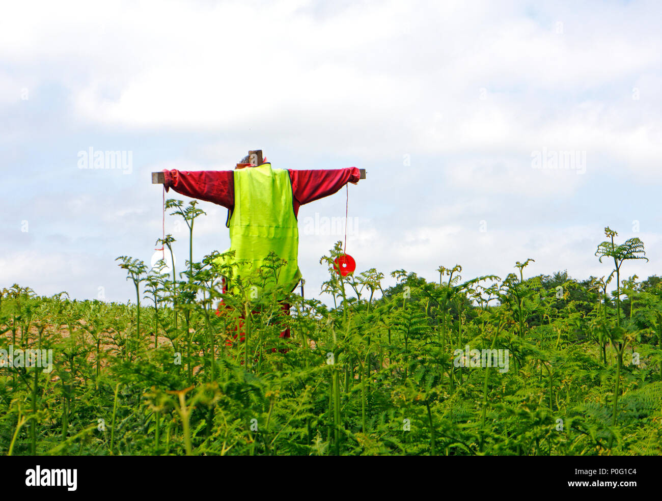 A scarecrow at a field edge by an arable crop on a Norfolk farm at ...