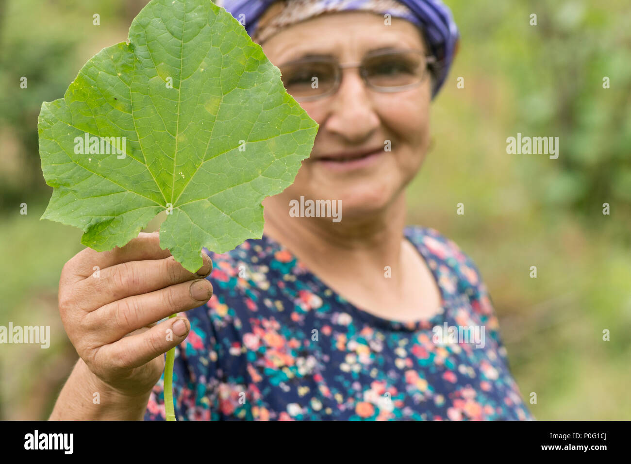Smiley unfocused portrait of a senior Muslim woman holding cucumber ...