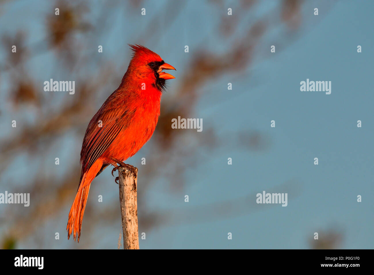 Northern cardinal is enjoying first light in the morning while ...