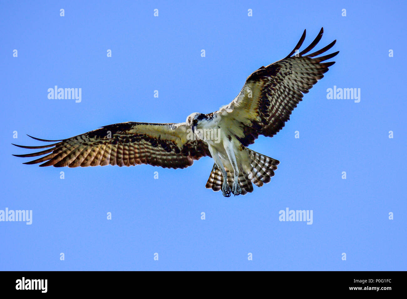 Osprey has got next target on the sight and prepares for an attack ...
