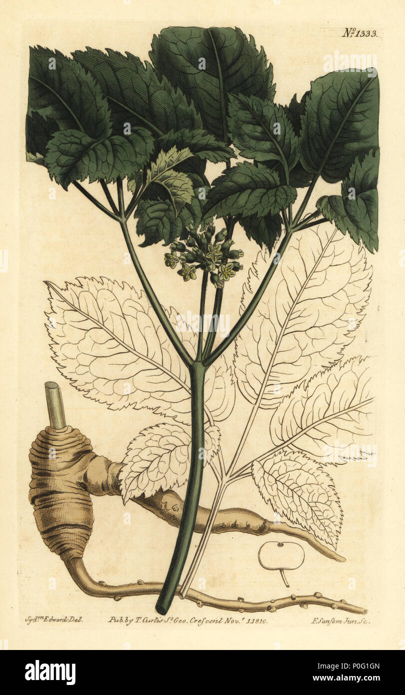 Panax quinquefolius botanical hi-res stock photography and images - Alamy