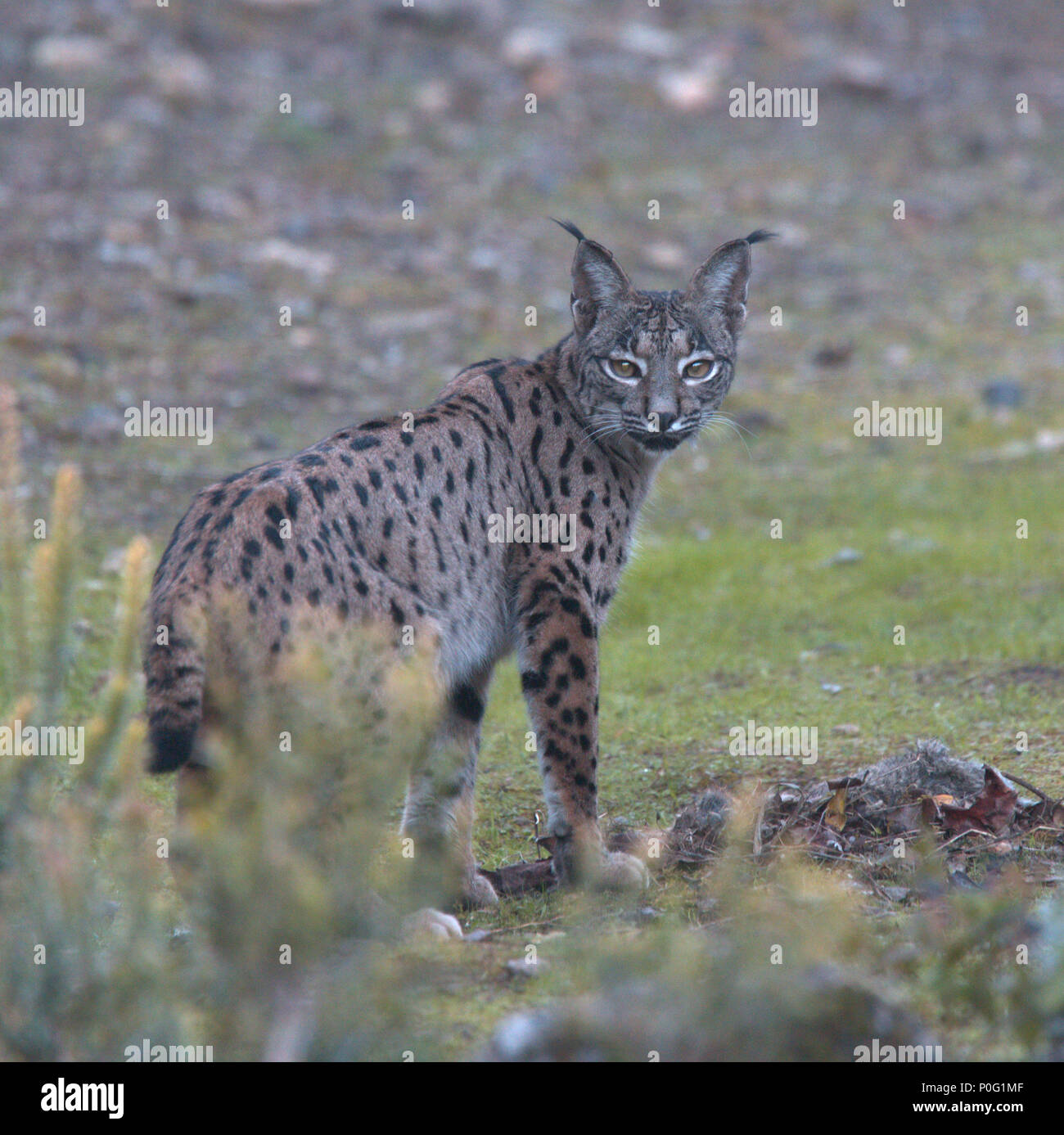 Iberian Lynx, (Lynx pardinus), looking back, Sierra Morena, Andalucia ...