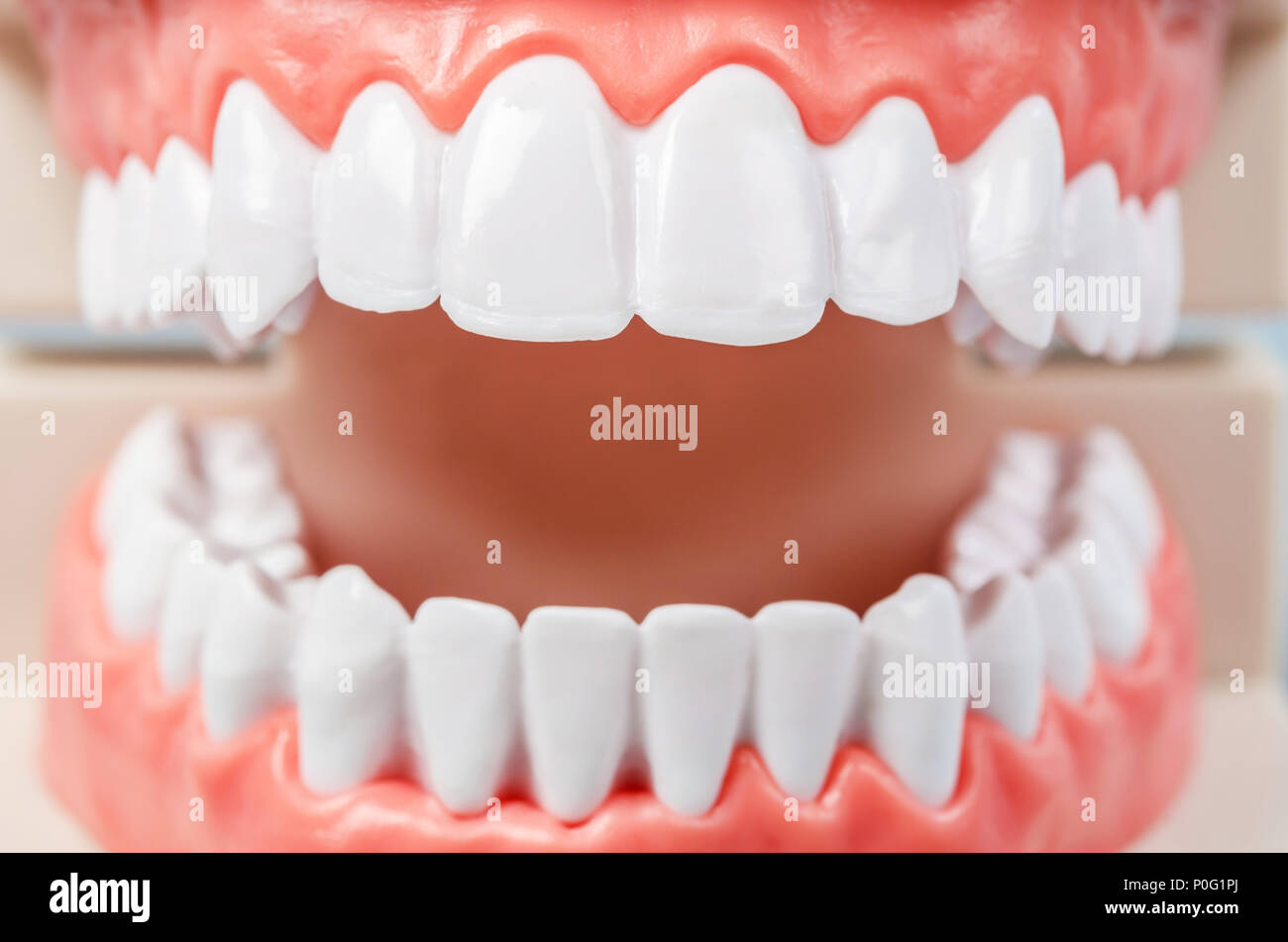 Close up teeth model, dental concept Stock Photo - Alamy