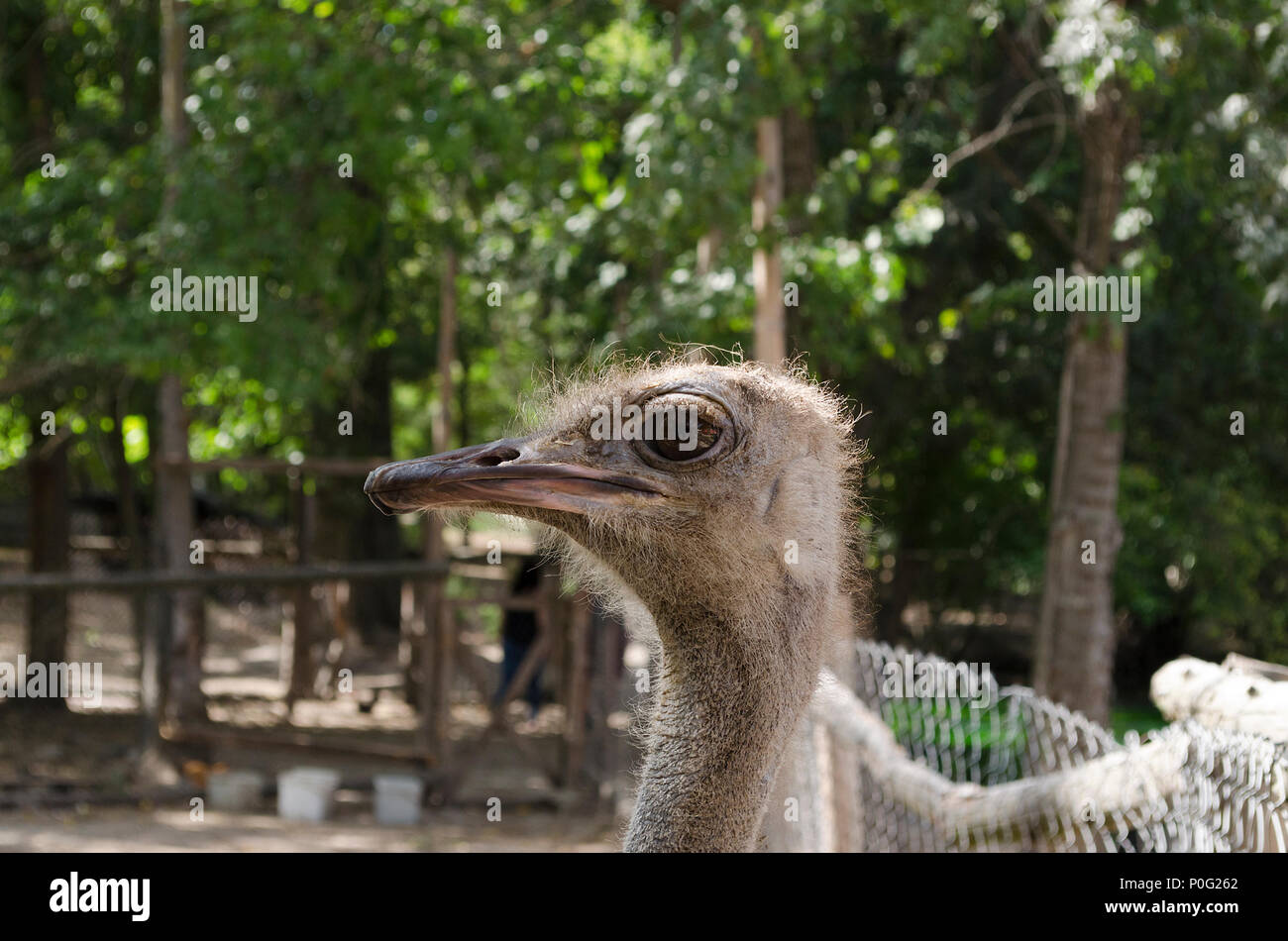 Ostrich in an enclosure hi-res stock photography and images - Alamy