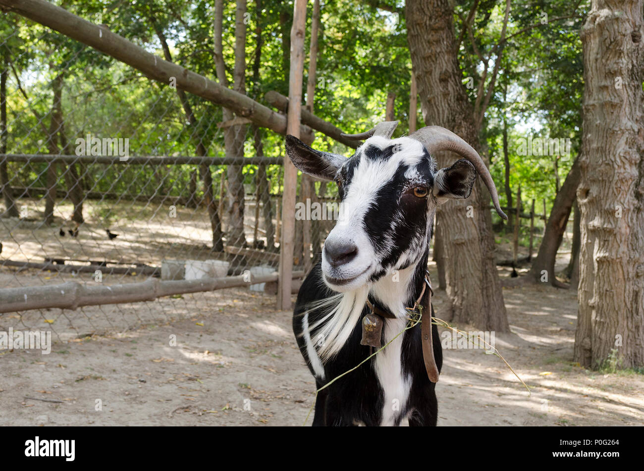 One goat in the yard of village Stock Photo - Alamy