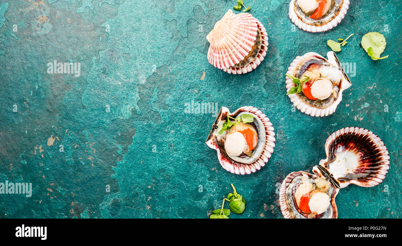 Raw opened shellfish scallops on turquoise background. Top view ...