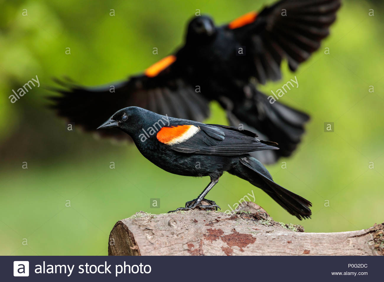 Agonistic Behaviour High Resolution Stock Photography and Images - Alamy