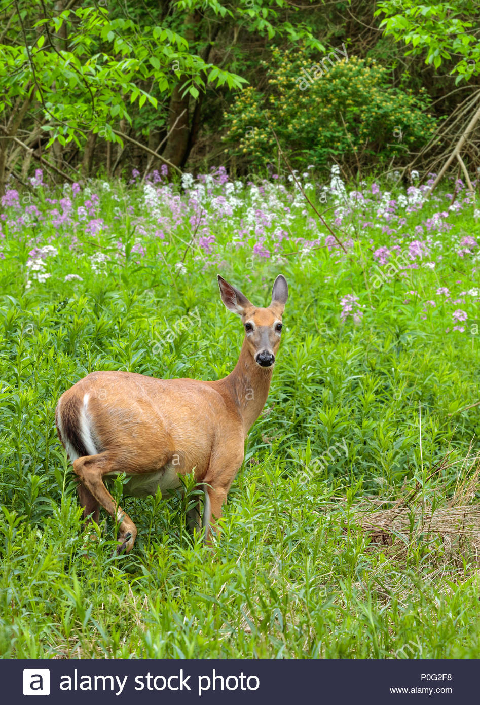 Odocoileus Virginianus Borealis High Resolution Stock Photography and ...