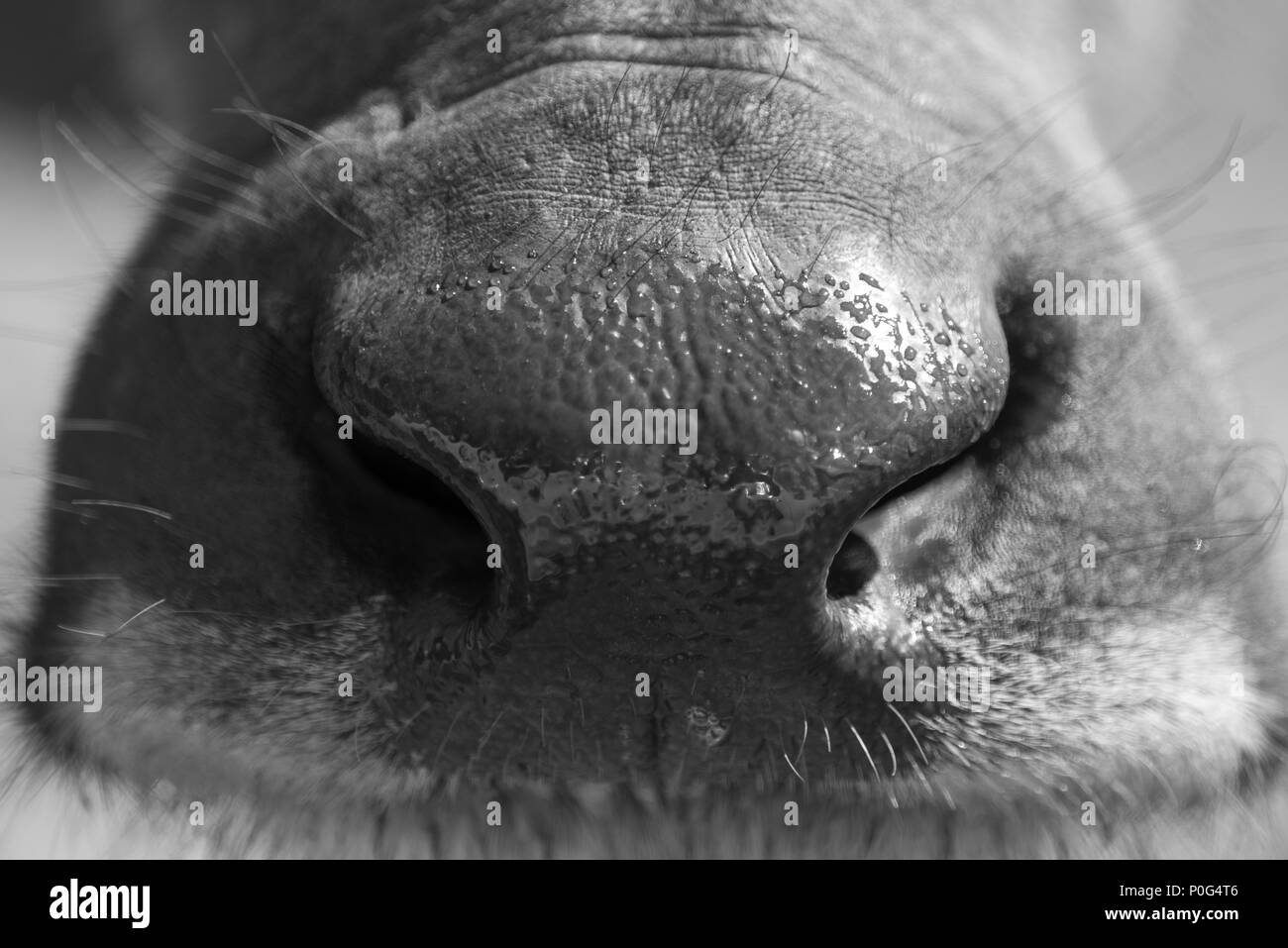 Detailed profile of the buffalo nose Stock Photo - Alamy