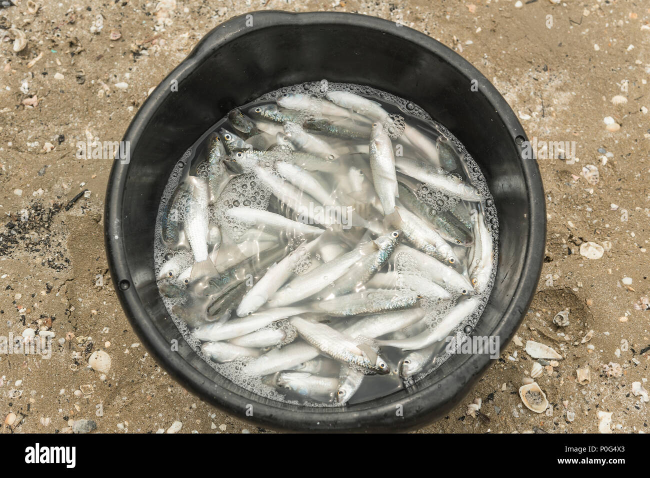 Fish carcasses in the water Stock Photo - Alamy