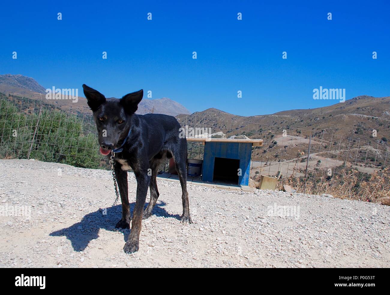 Greek dog hi-res stock photography and images - Alamy