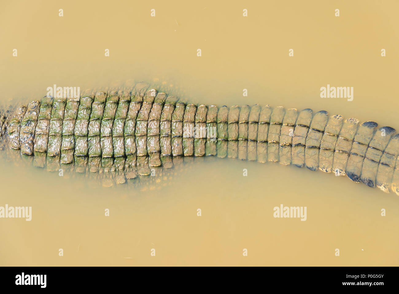 Freshwater crocodile thailand nature hi-res stock photography and ...