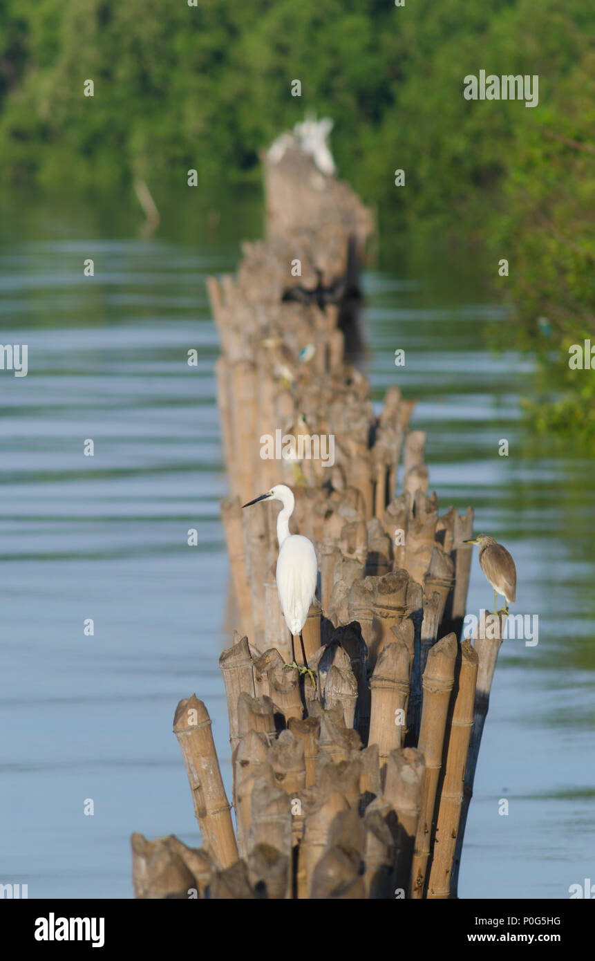 Birds in wetlands Stock Photo - Alamy