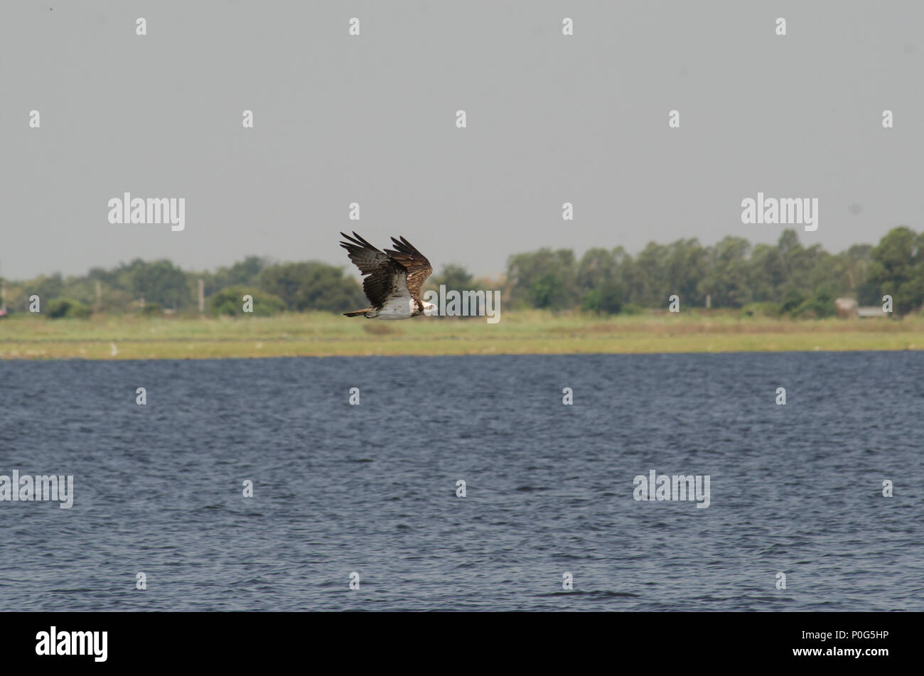 Birds in wetlands Stock Photo - Alamy