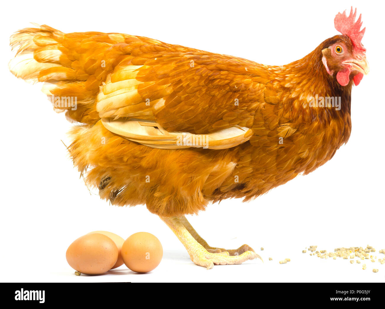 full body of brown chicken hen standing isolated white background use ...