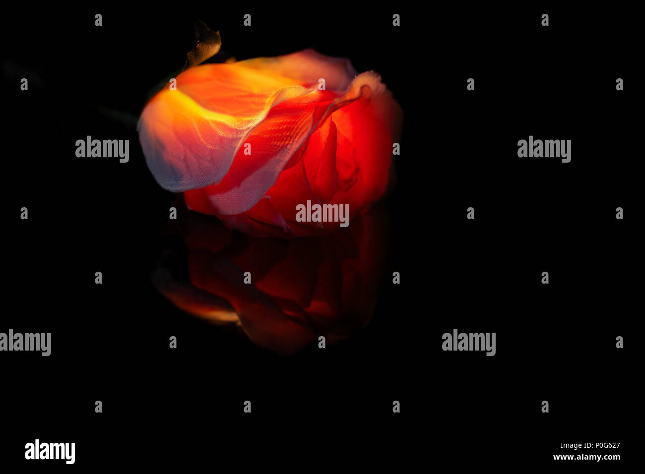 Illuminated red rose that looks like it's burning on a dark black ...