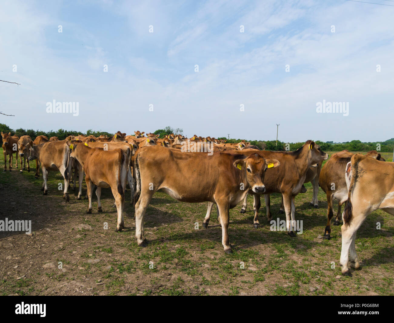 Large herd Jersey calves in a farm field young Dairy cattle North Wales ...