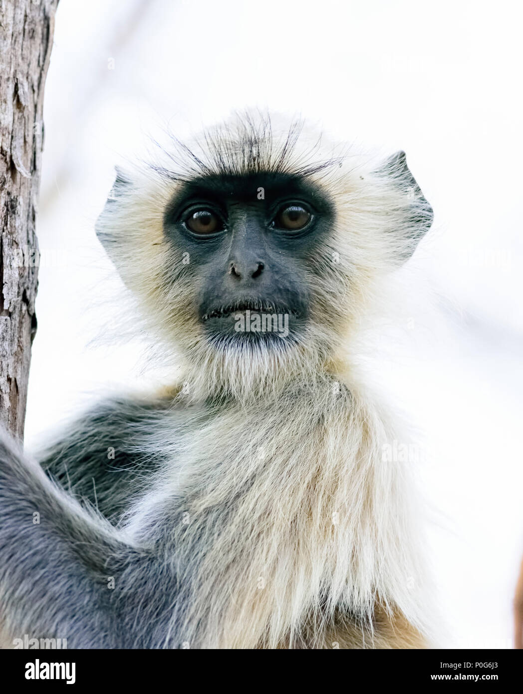 Portrait of an immature Gray Langur, on a tree, with copy space Stock ...