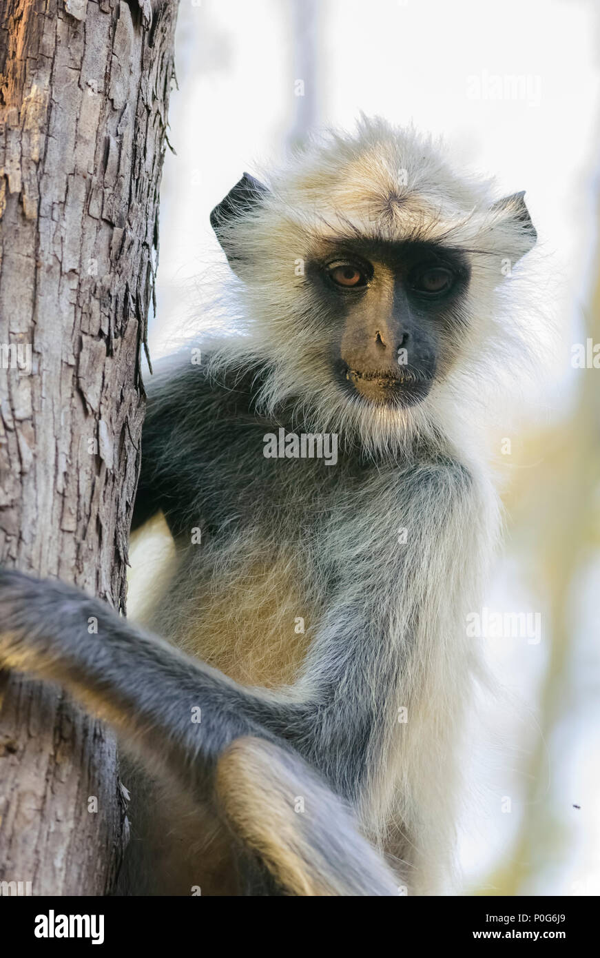Portrait of an immature Gray Langur, on a tree, with copy space Stock ...